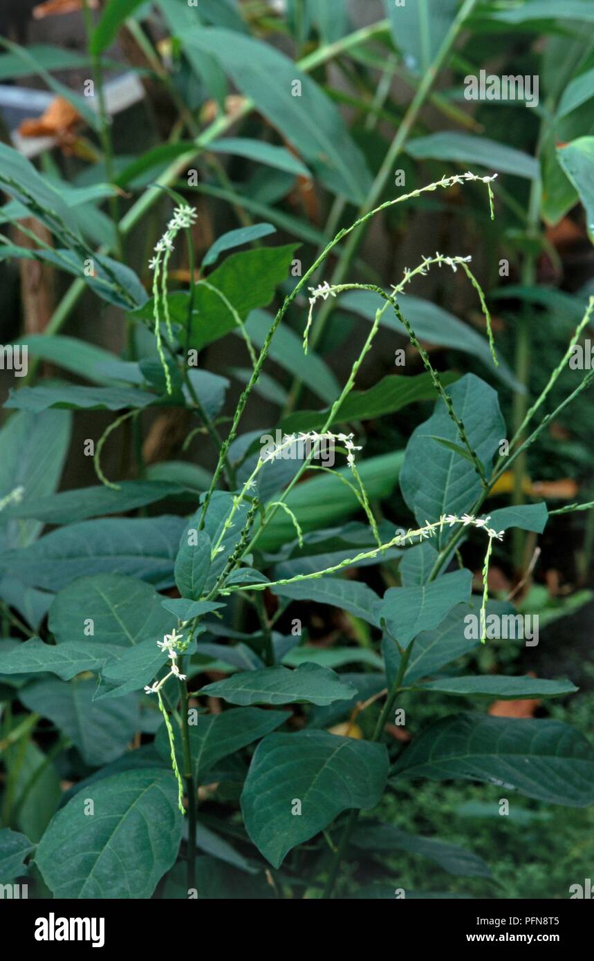 Slender root hi-res stock photography and images - Alamy