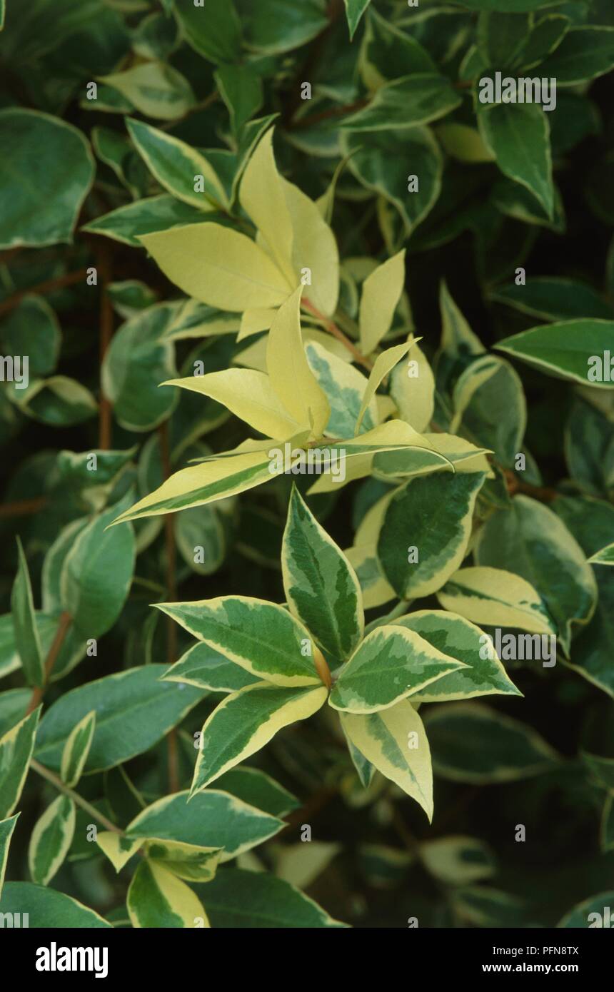 Myrtus variegata hi-res stock photography and images - Alamy