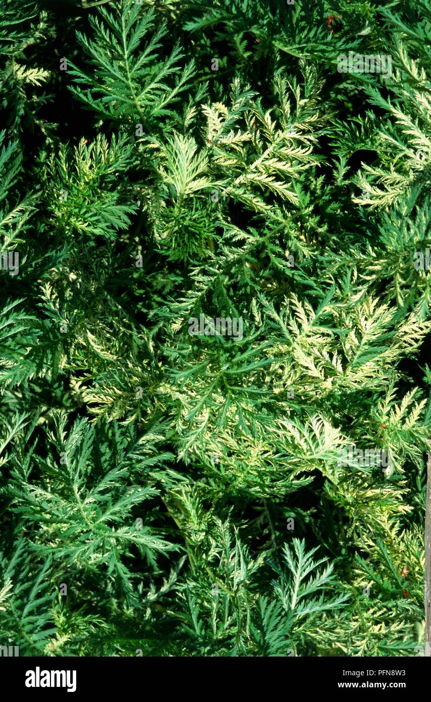 Silver lace tansy hi-res stock photography and images - Alamy