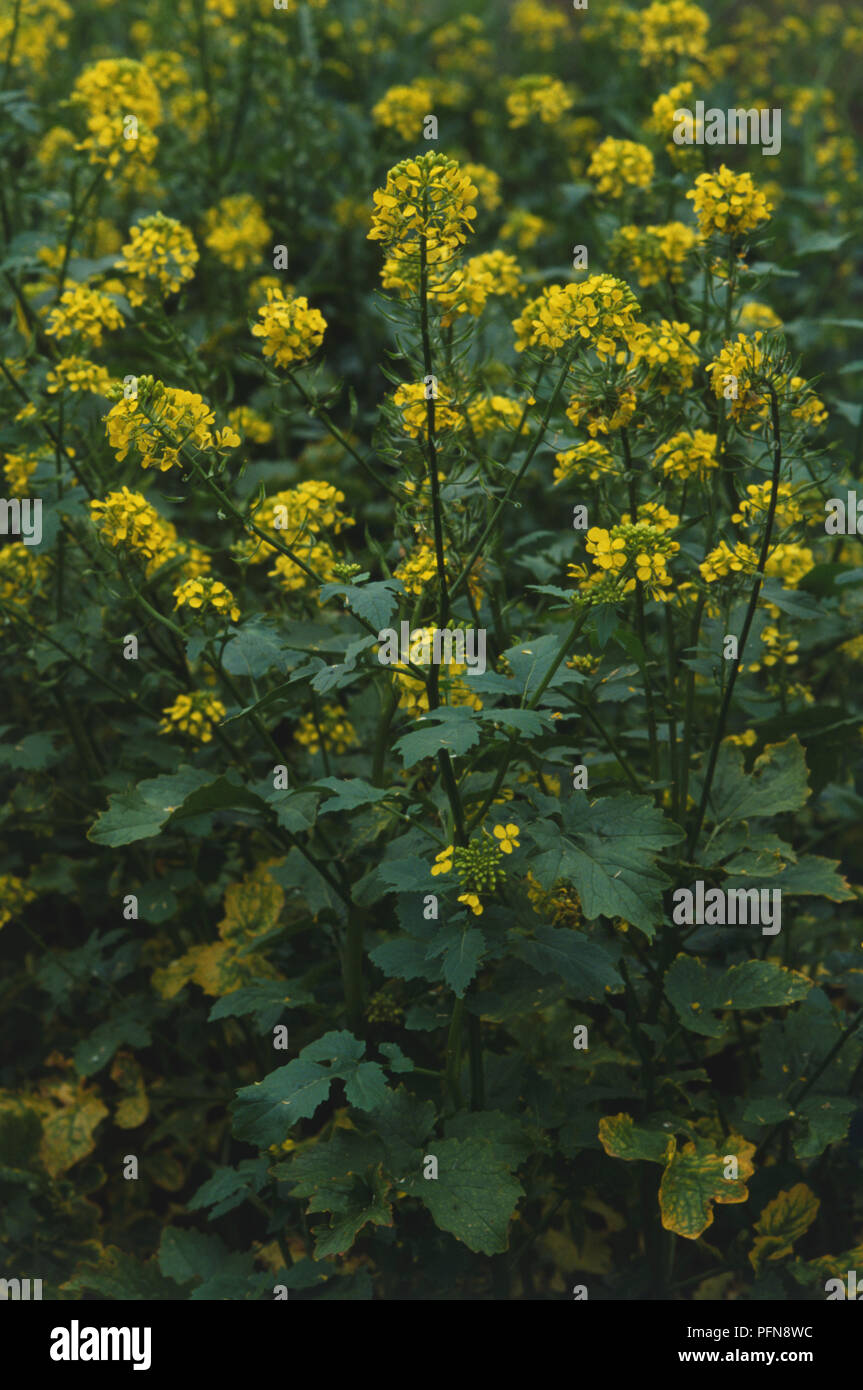 Mustard yellow colour hi-res stock photography and images - Alamy