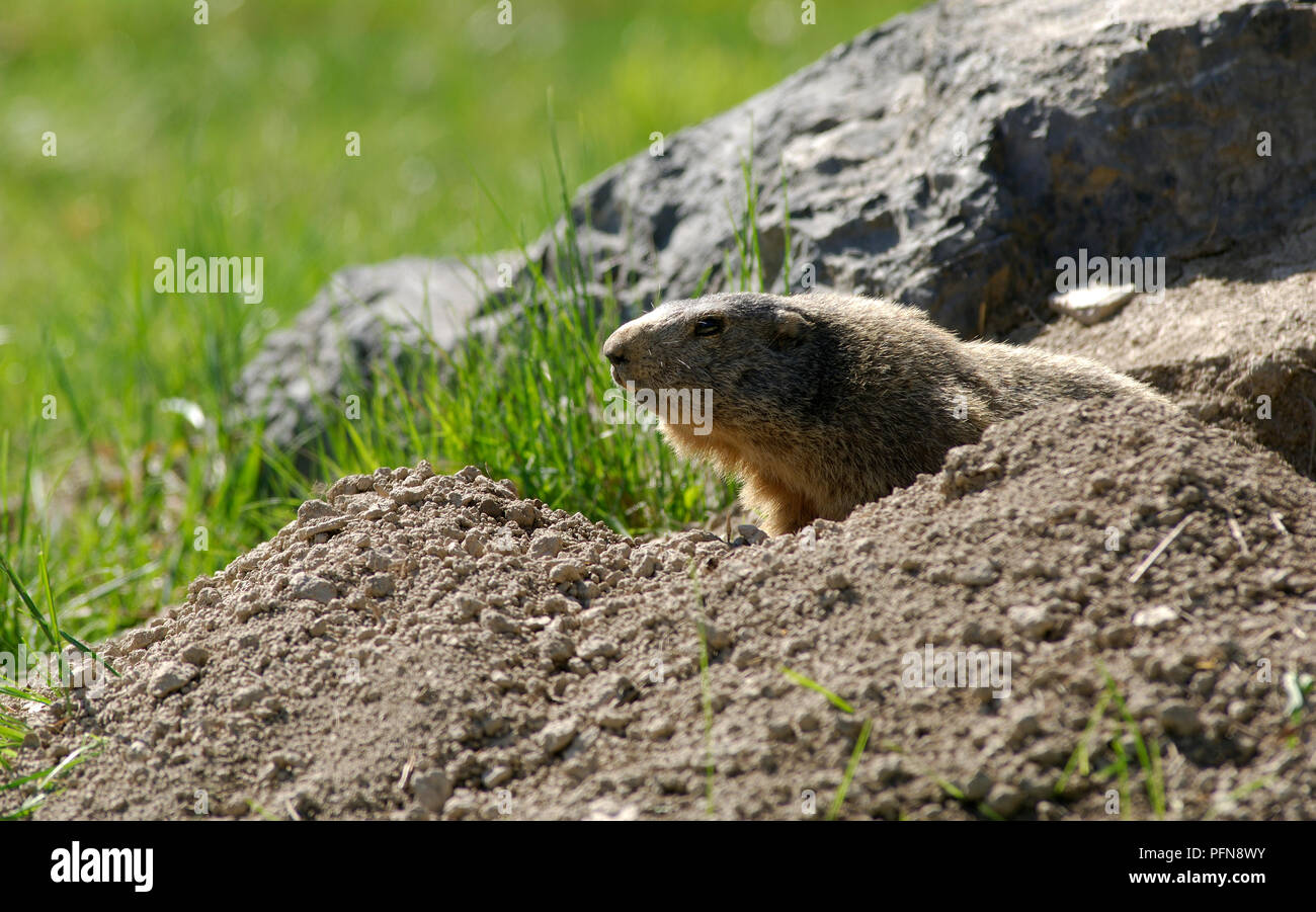 Alpine Marmot (Marmota marmota) portrait - France Marmotte Stock Photo ...