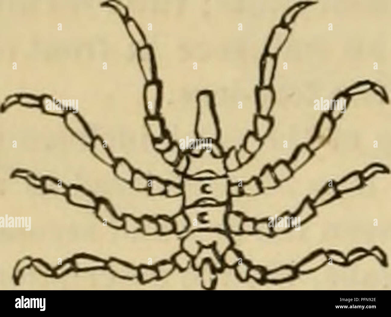 Cyamus hi-res stock photography and images - Alamy