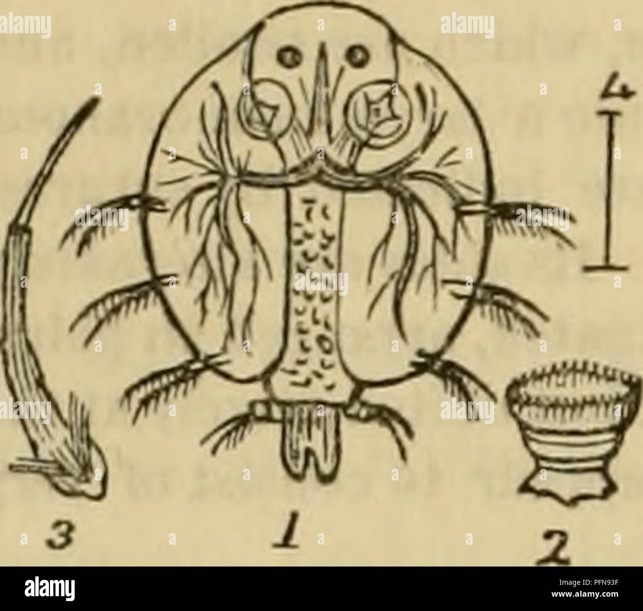 Cylindrical abdomen hi-res stock photography and images - Alamy