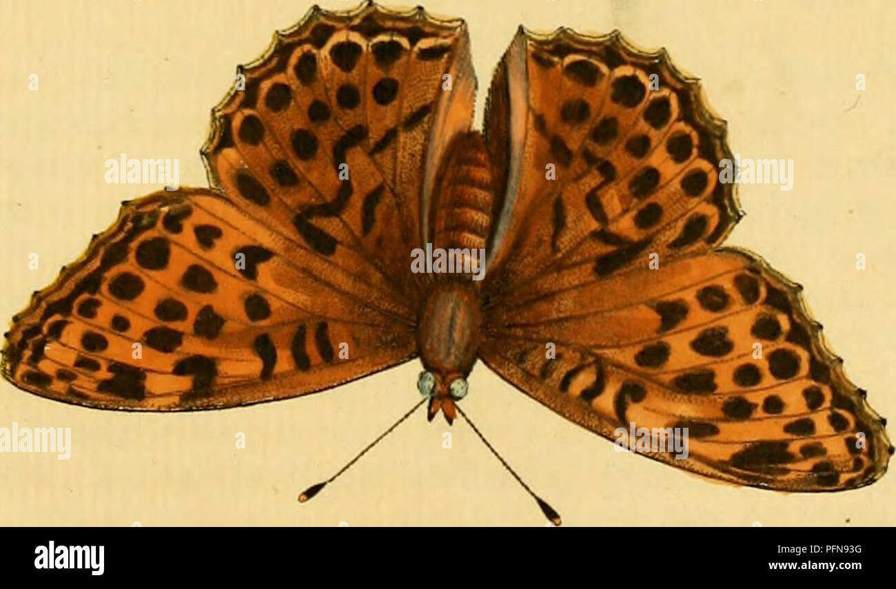This image comes from a detailed work on the natural history of insects ...