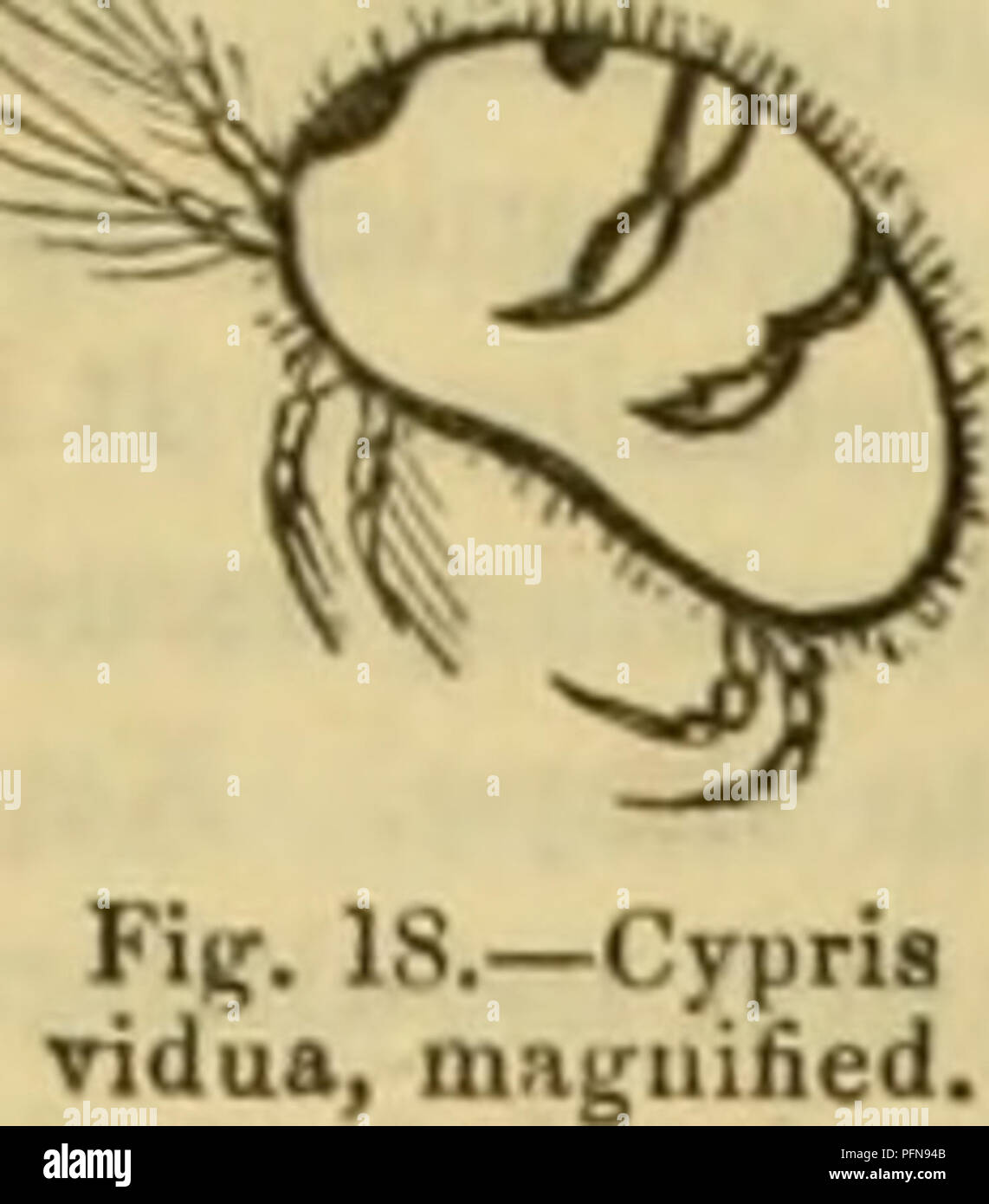 The illustration details Branchiopoda, a class of small aquatic animals ...