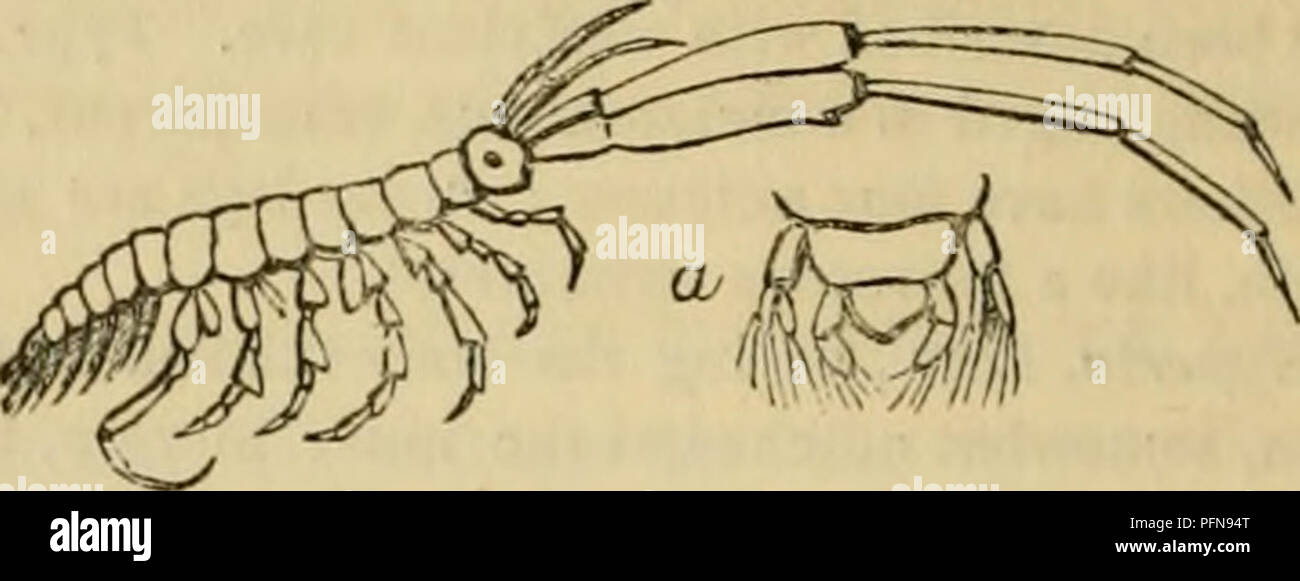 Podocerus hi-res stock photography and images - Alamy