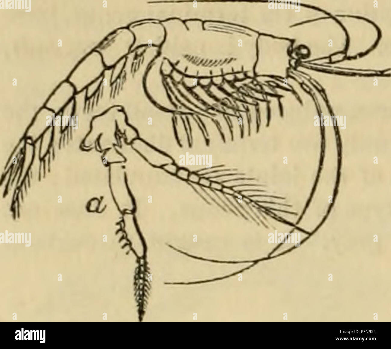 . Cuvier's animal kingdom : arranged according to its organization ...