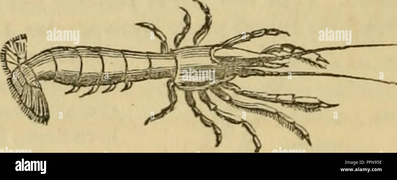 In 'Cuvier's Animal Kingdom', the crustacean section discusses the ...
