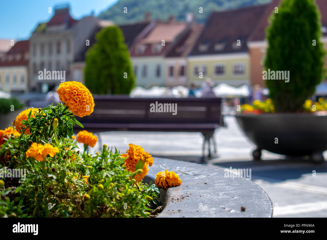 Summer beautiful photo flowers hi-res stock photography and images - Alamy
