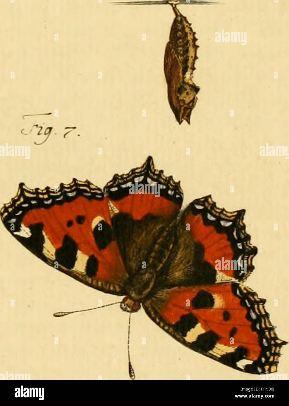 This work on the natural history of insects is illustrated with life ...