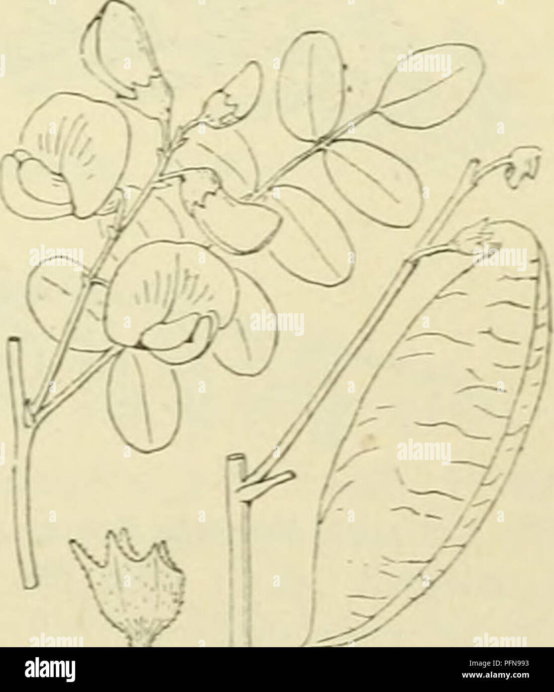 This description from the flora of the Netherlands details Galega ...