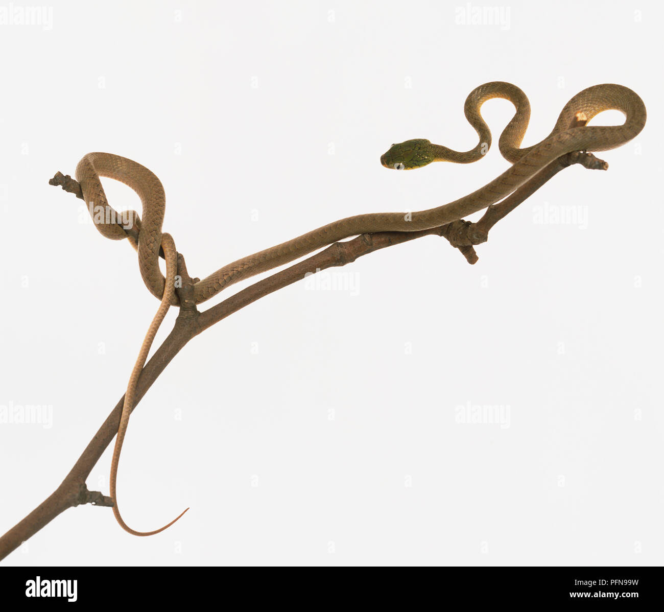 Eunectes murinus constricting hi-res stock photography and images - Alamy