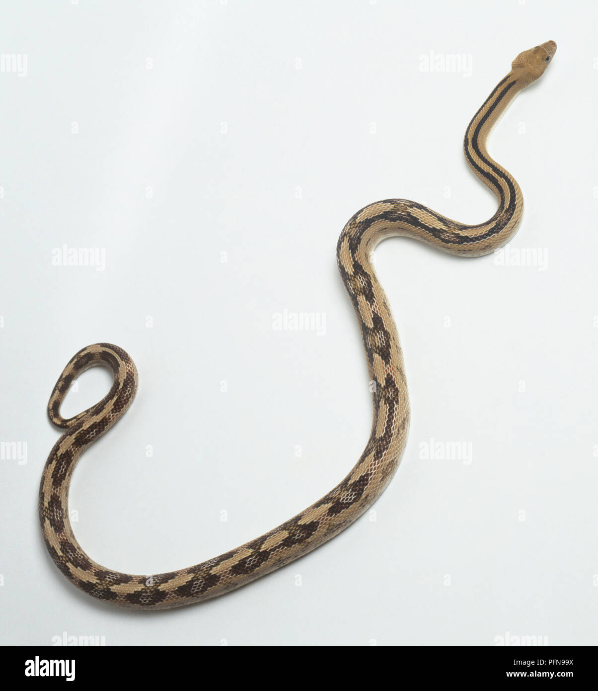 Trans-pecos rat snake (Bogertophis subocularis), view from above Stock ...