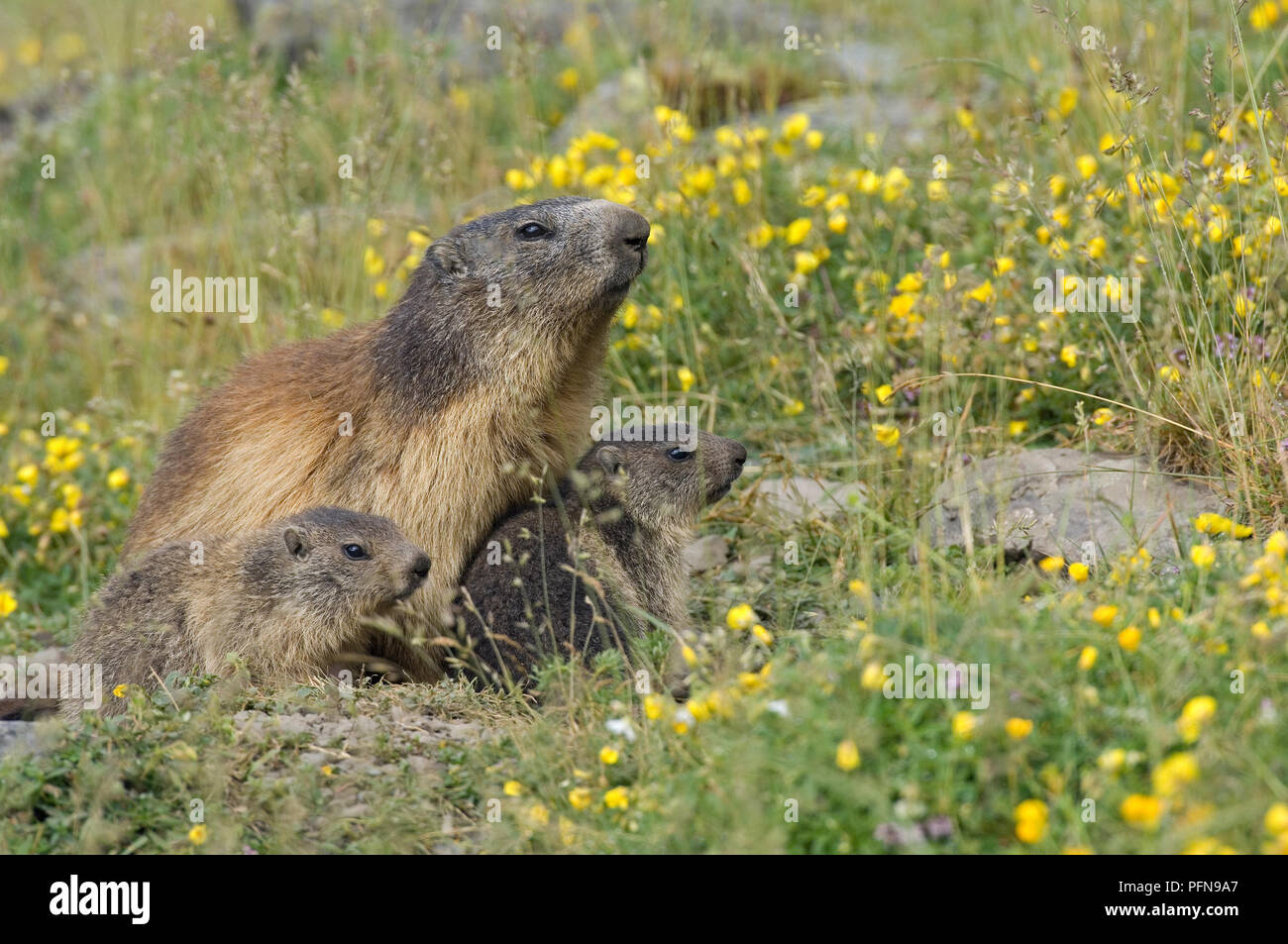 Alpin Marmot - adult and youngs (Marmota marmota) - France Marmotte ...
