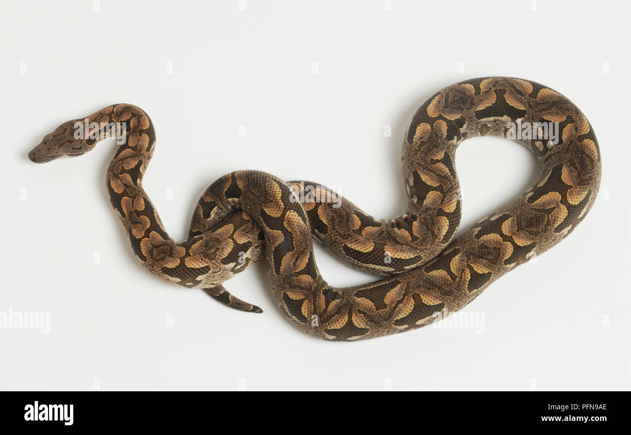 Overhead view of a Dumeril's Boa showing the scales of this adult snake ...