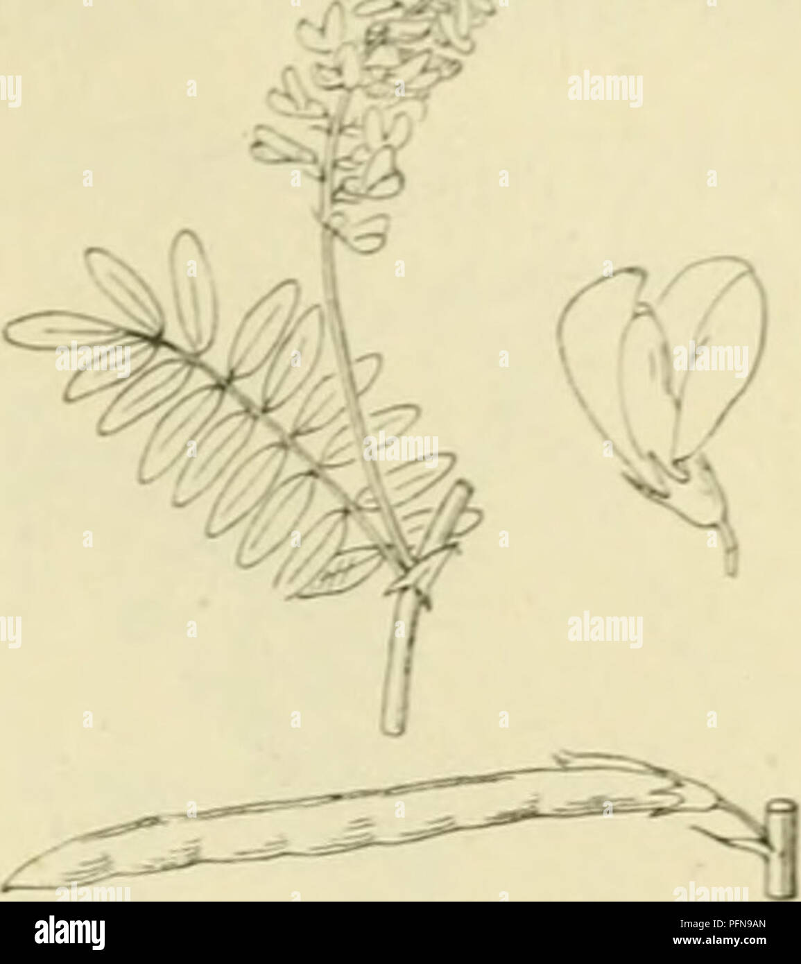 This botanical illustration from 'De Flora van Nederland' describes the ...