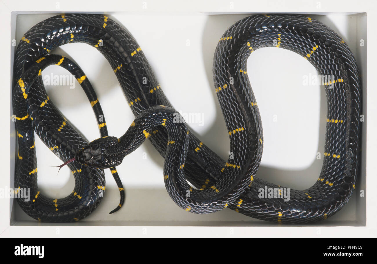 Overhead view of a Mangrove Snake with shiny scales, mainly black with ...