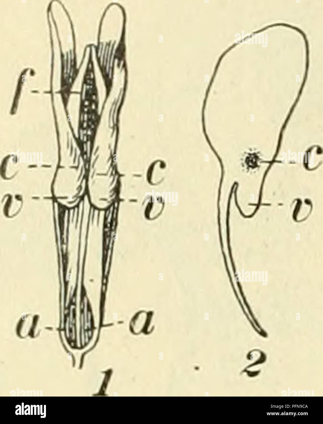 This Dutch work focuses on the native flora of the Netherlands ...