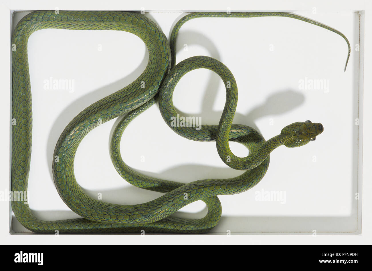 Overhead view of a Green Cat-Eyed Snake with a slender body and a row ...