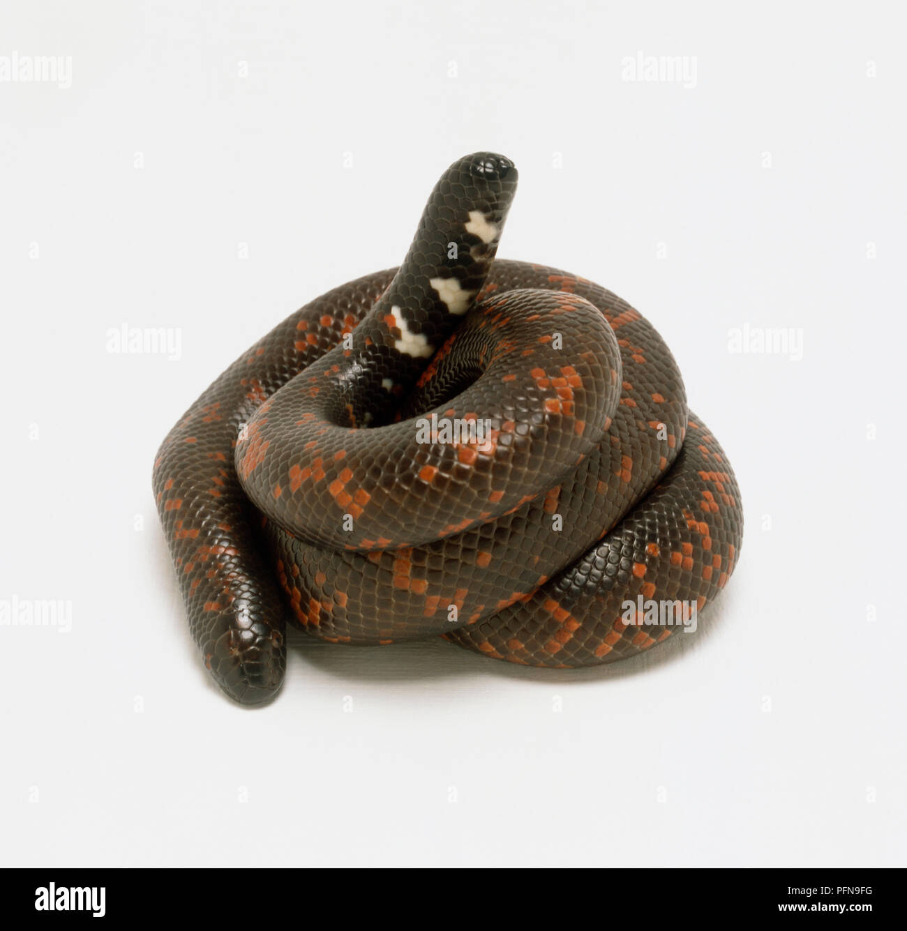 Calabar ground boa (Calabaria reinhardtii) curled up in defensive ...