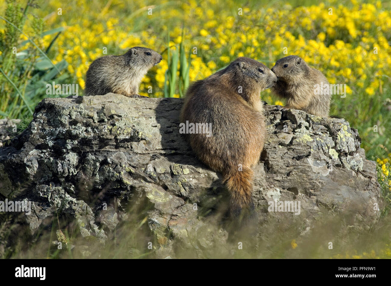 Marmottons hi-res stock photography and images - Alamy