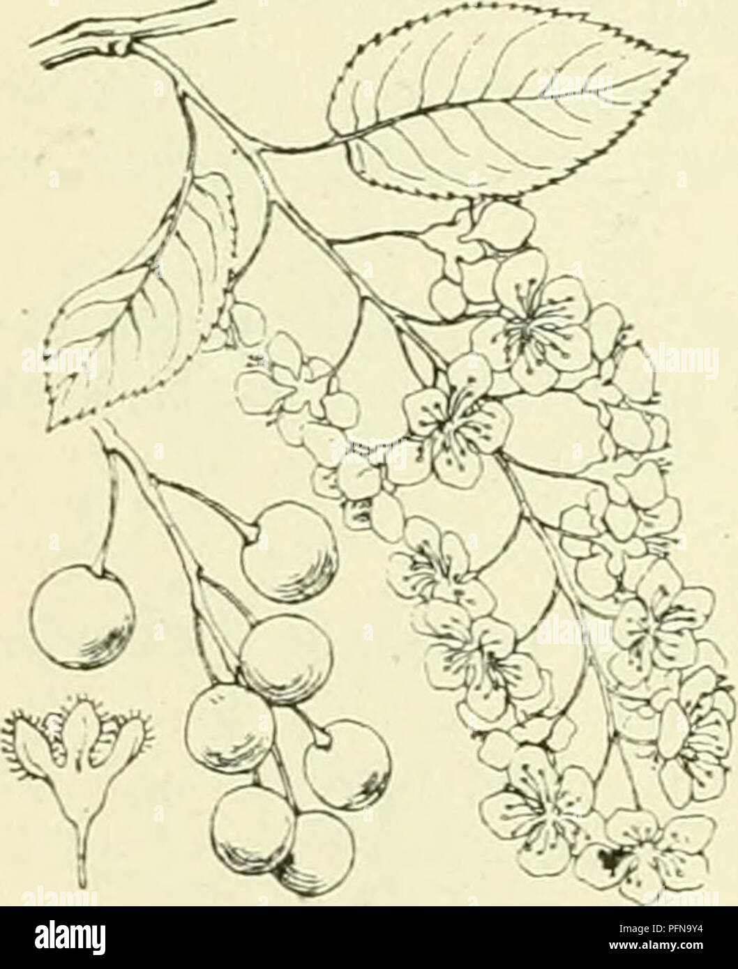 'De Flora van Nederland' describes the plant Prunus Mahaleb, commonly ...
