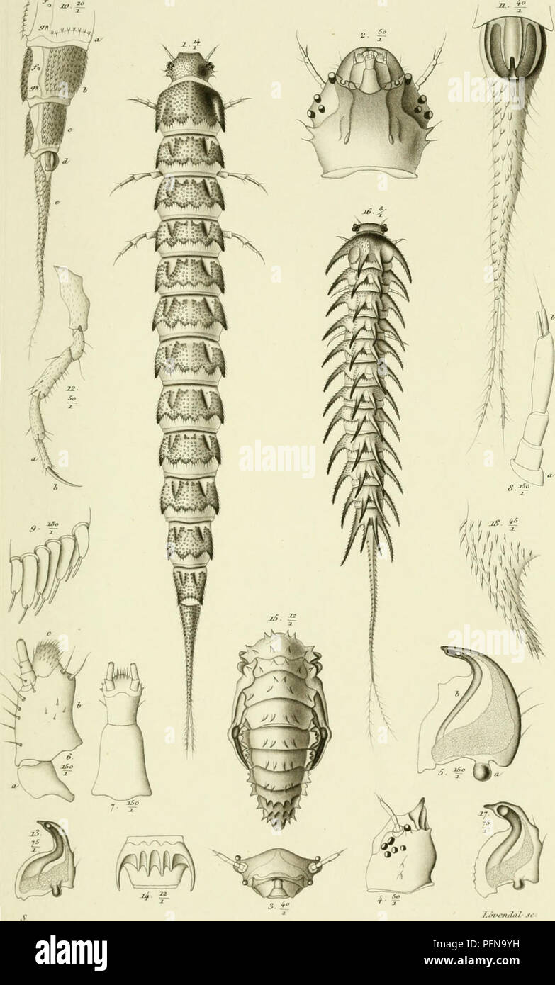 This work discusses the metamorphosis of beetles, focusing on the ...