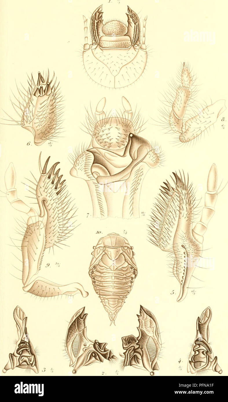 This study discusses the metamorphosis of beetles, focusing on their ...