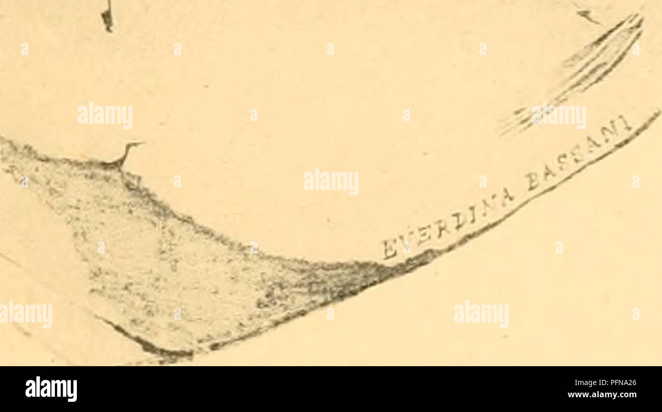 This scientific paper by Fr. Bassani explores fossilized remains, with ...