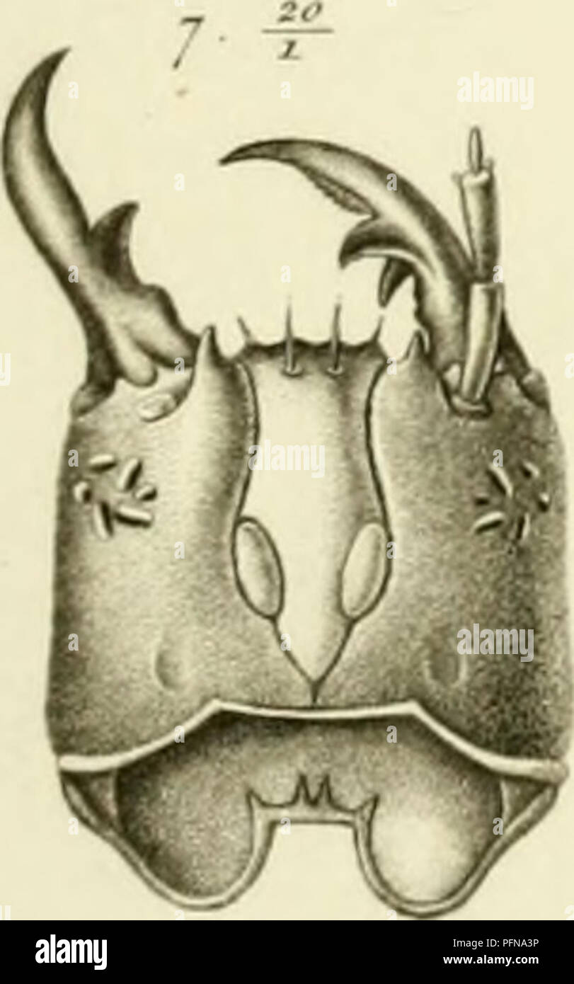 This study on the metamorphosis of beetles offers insights into the ...