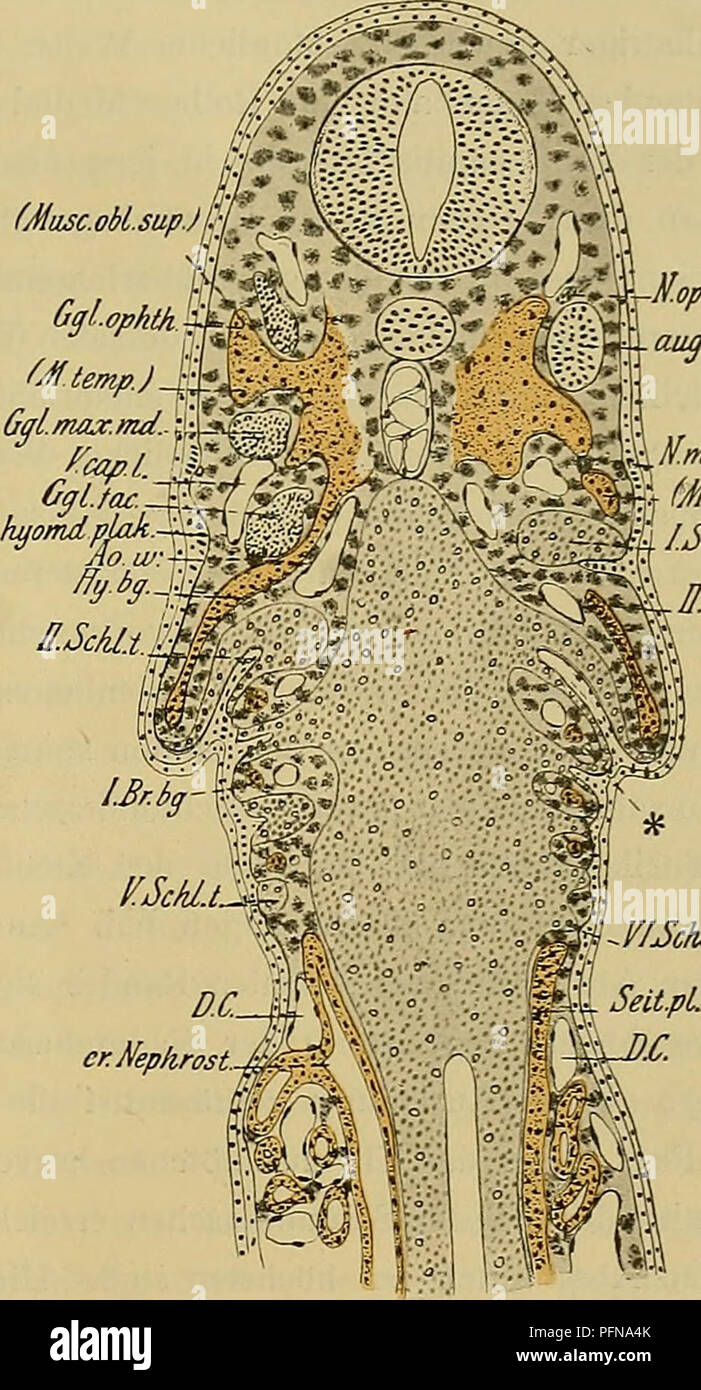 This scientific paper details the development of the head and ...