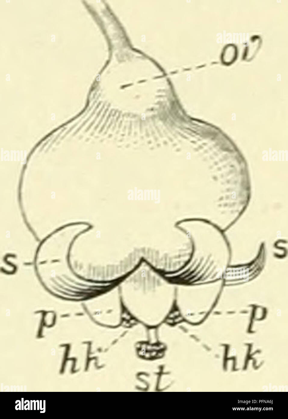 'De flora van Nederland' is a botanical work by Hendrik Heukels ...