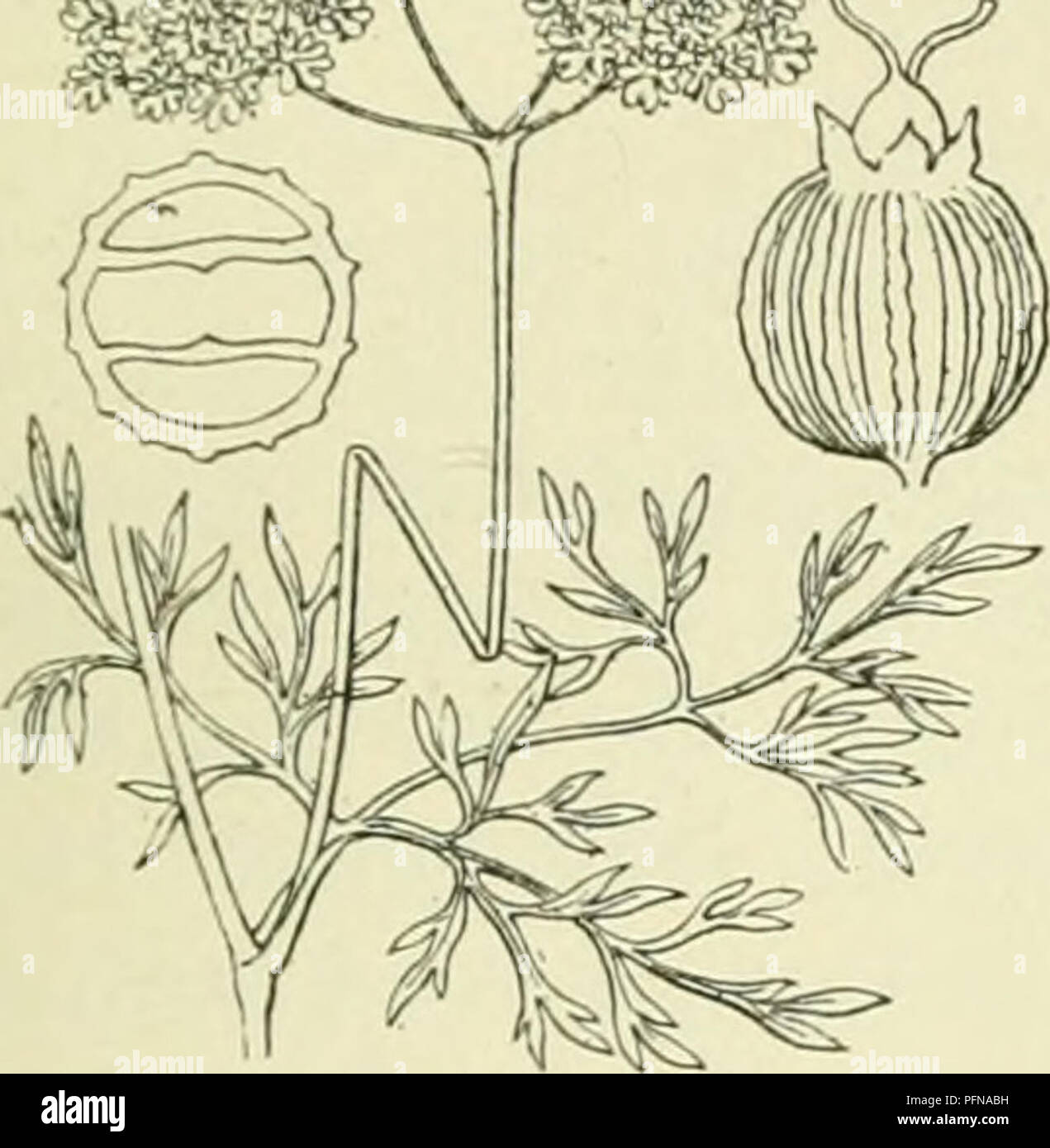 This entry covers plants native to the Netherlands, specifically ...