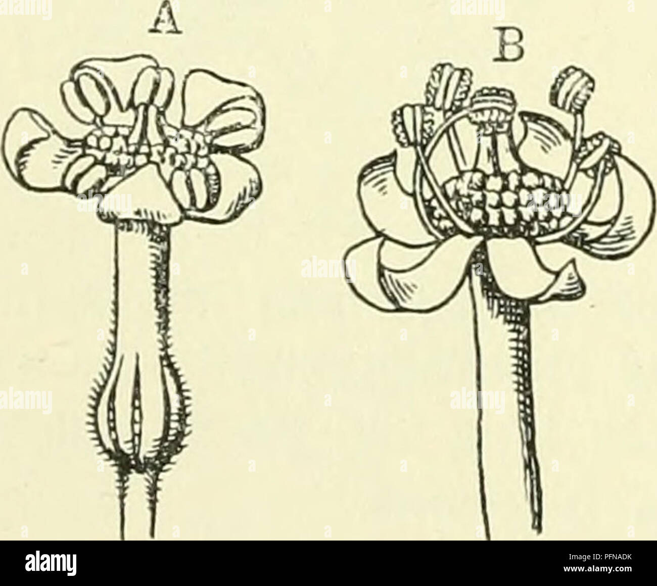 This illustration from *De flora van Nederland* details a flowering ...