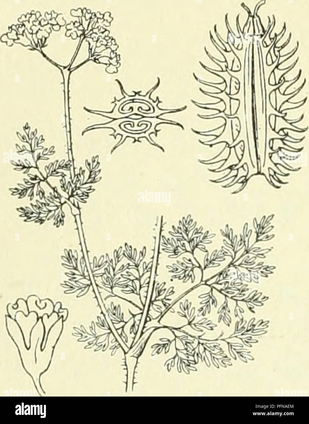This botanical work focuses on the Umbelliferae family, particularly ...
