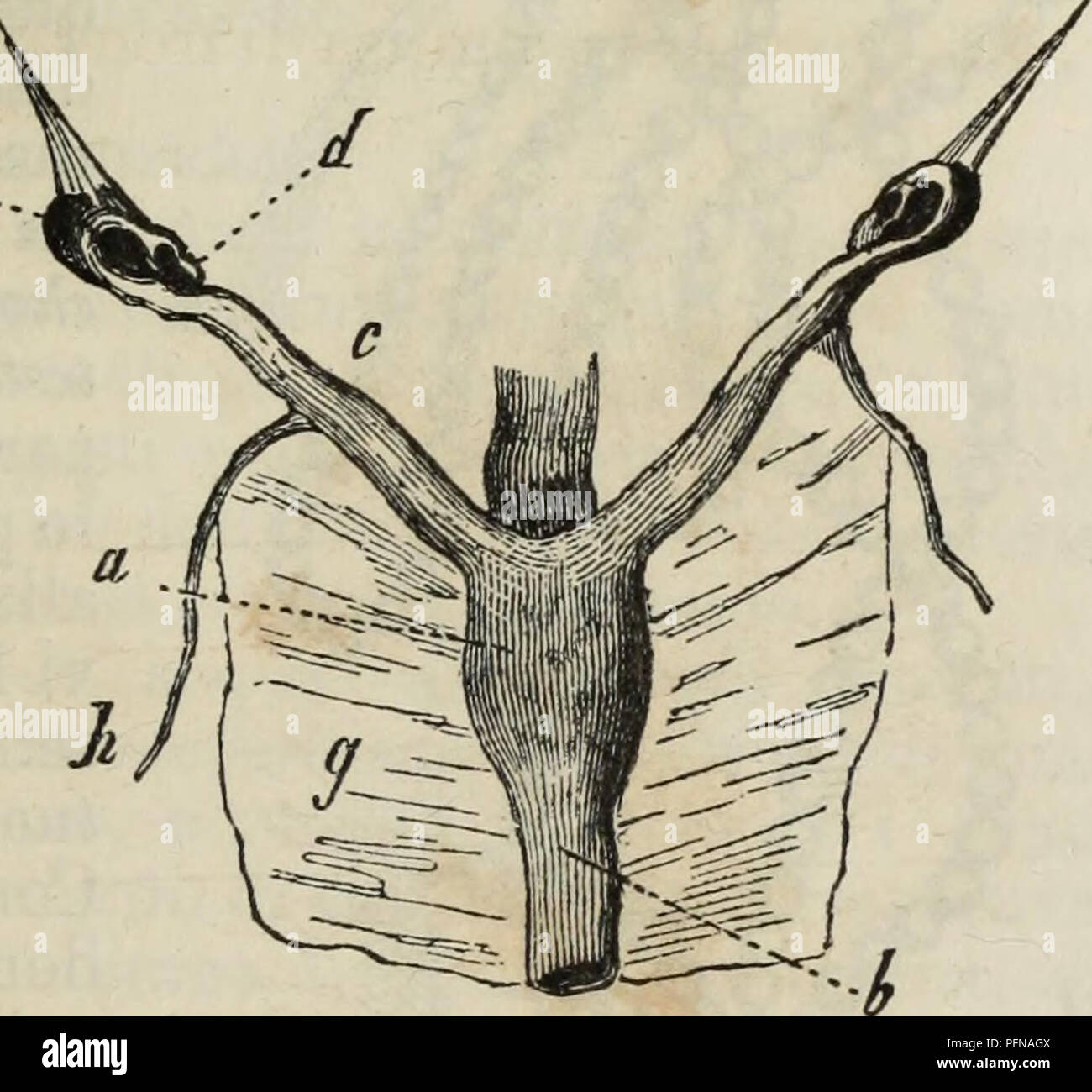 This text explores reproductive functions in animals, including the ...