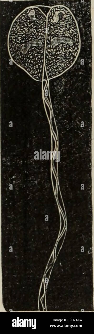 This work explores the reproductive functions of animals, specifically ...