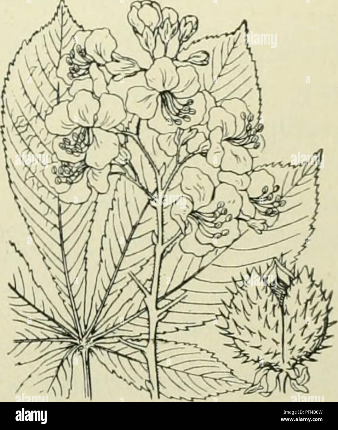 A botanical study of plant species in the Netherlands, covering their ...