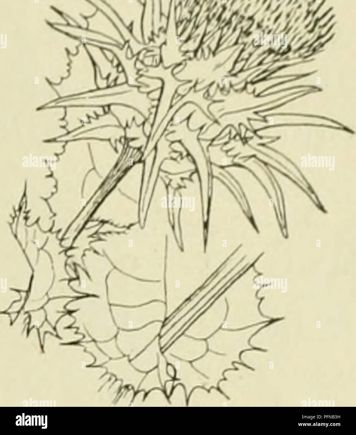 Hangsel hi-res stock photography and images - Alamy