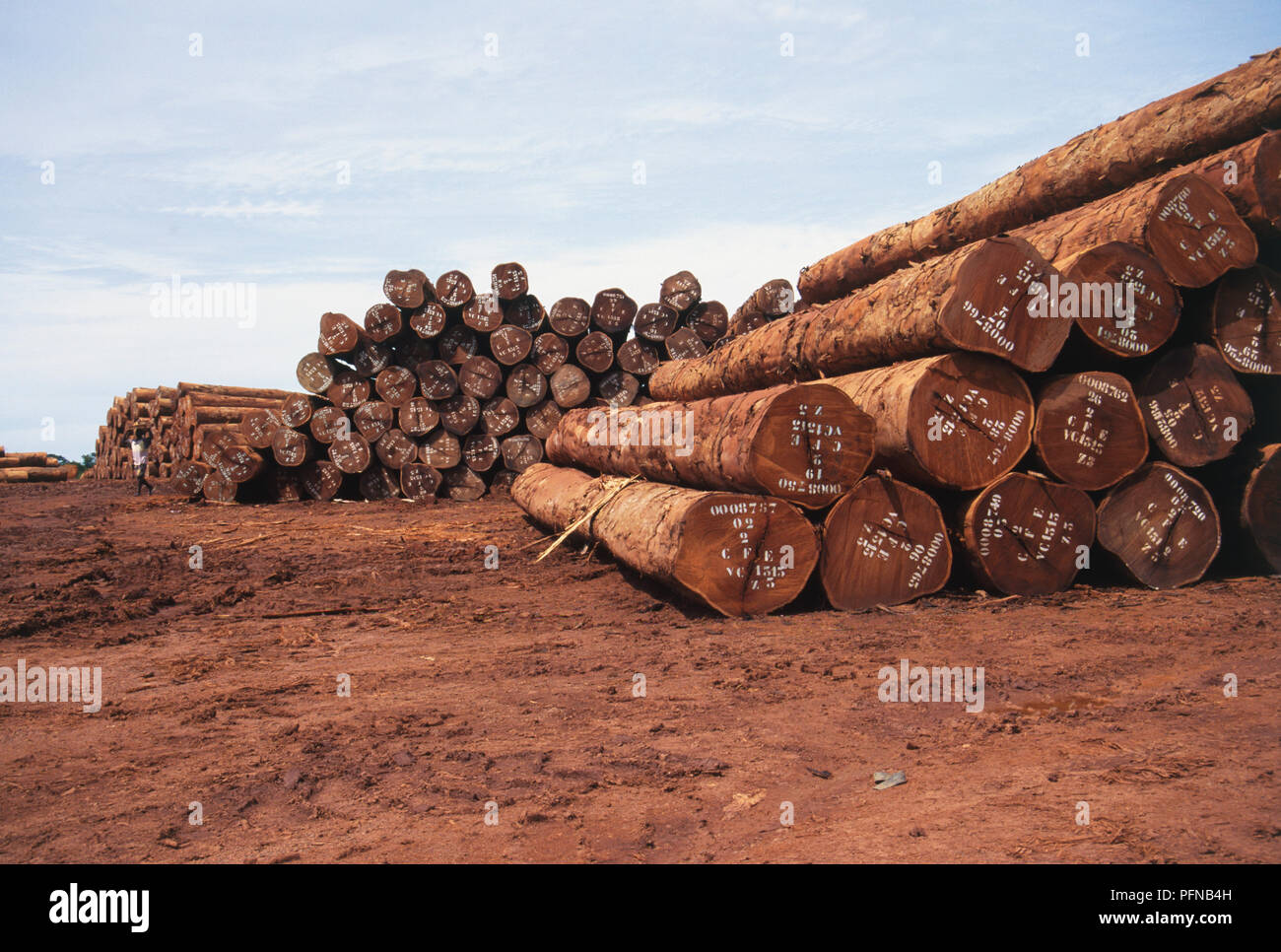 Logging depot at Bertoua in the Cameroon. August 10th 1997 Stock Photo ...