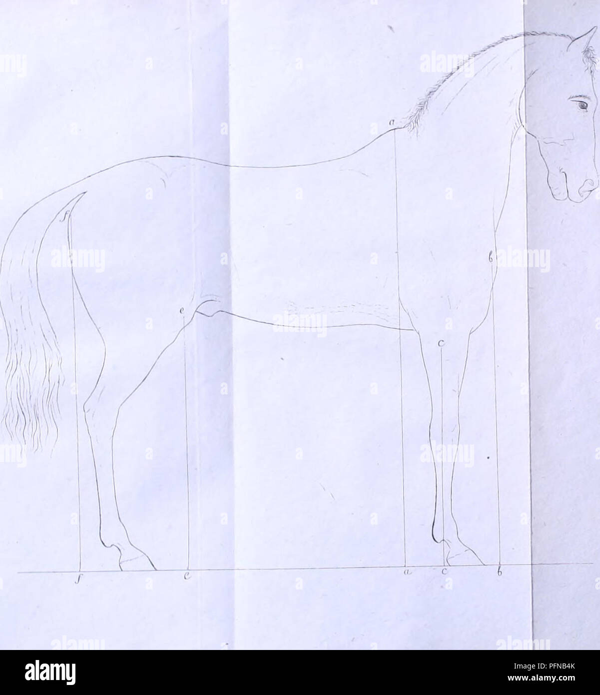 Carlo Lessona's text provides foundational knowledge on horses ...