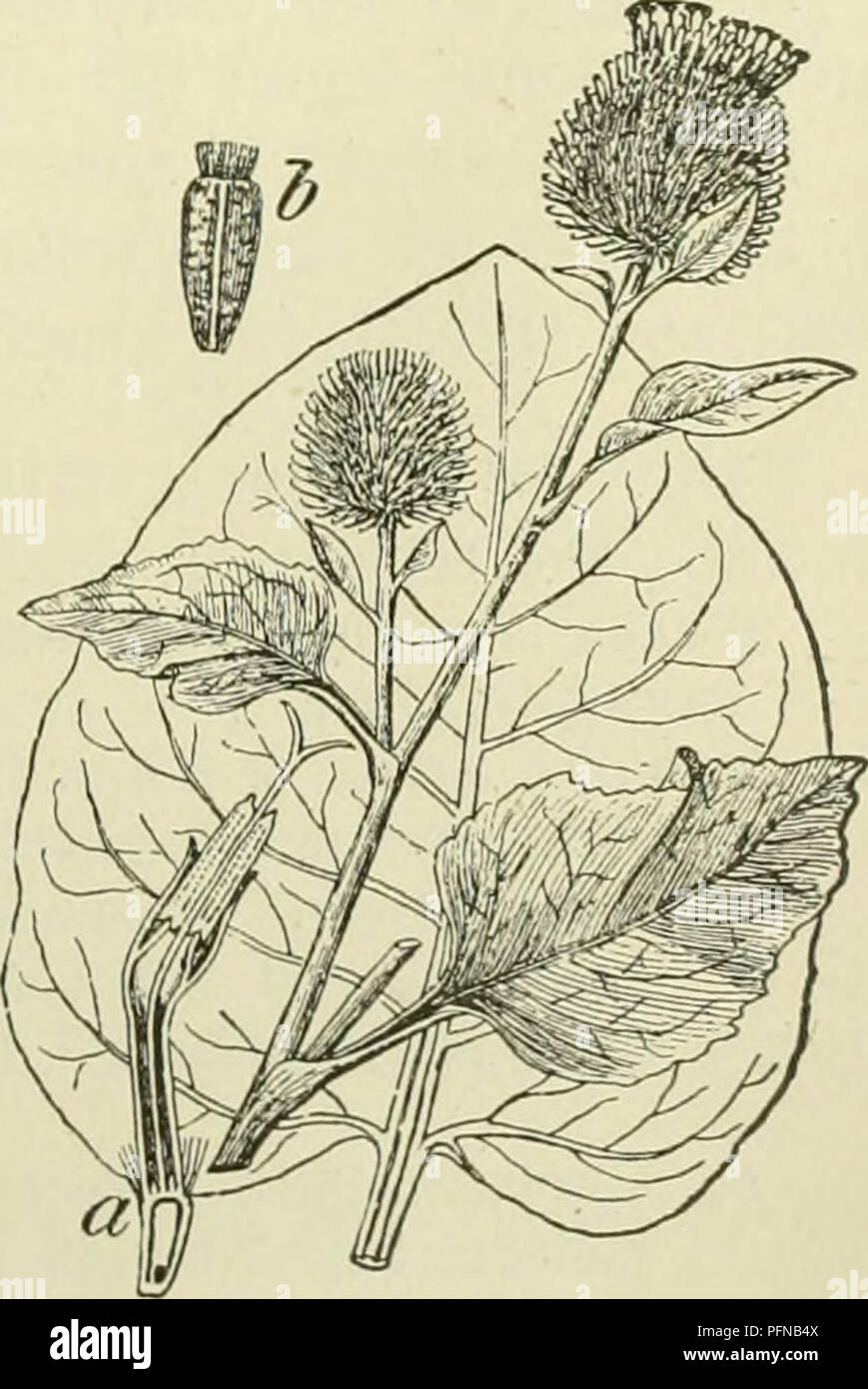 A botanical description of the flora of the Netherlands, including ...