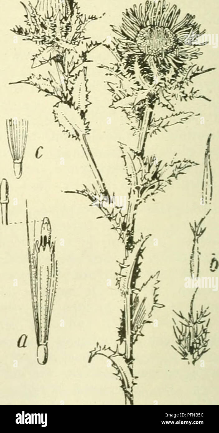 This illustration depicts the plant *Xeranthemum annuum*, native to the ...