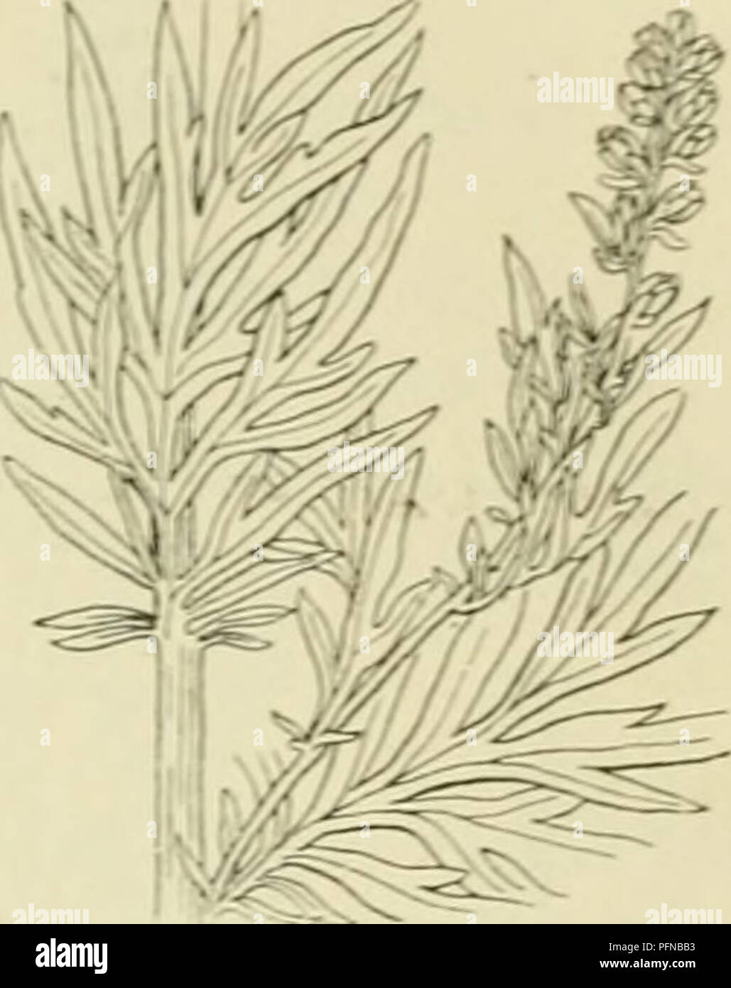 Artemisia vulgaris illustration hi-res stock photography and images - Alamy