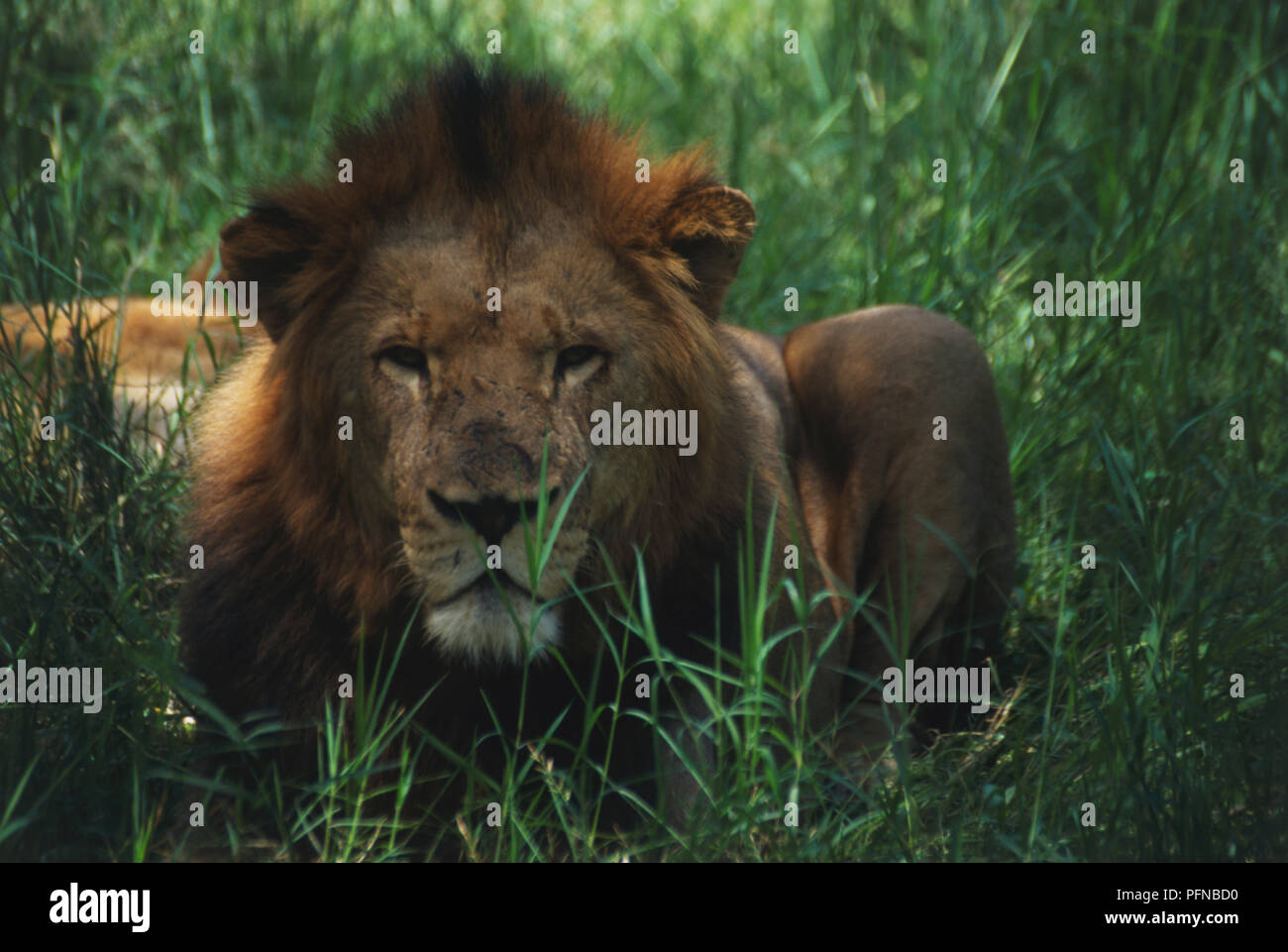 Lion (Panthera leo) crouching in tall grass Stock Photo - Alamy
