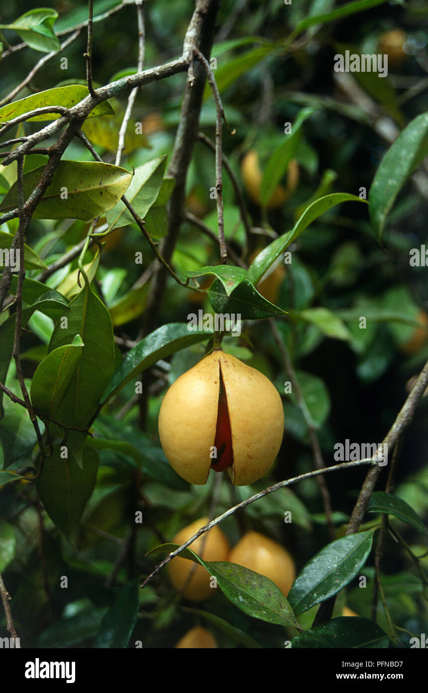 Nutmeg botany hi-res stock photography and images - Alamy