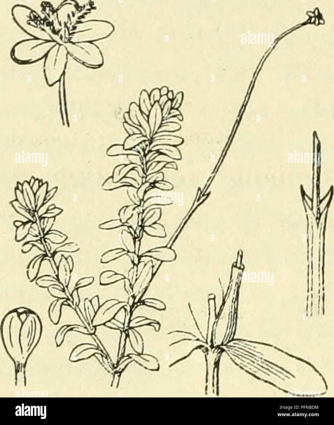 A detailed description of the Elodea canadensis plant, highlighting its ...