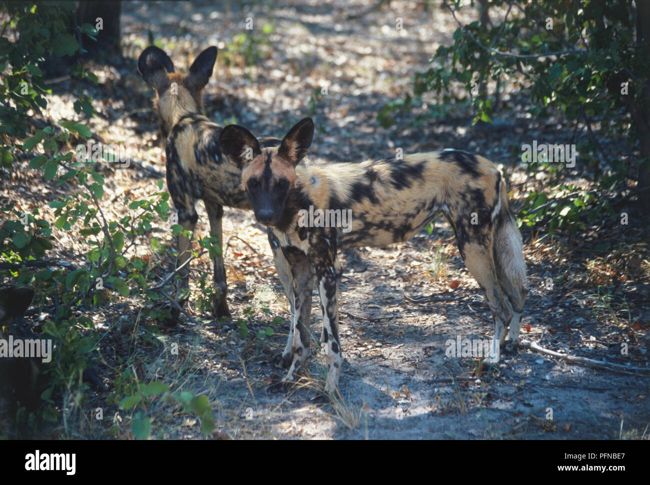 Lycaon pictus (African hunting dog, African wild dog). Family Canidae ...
