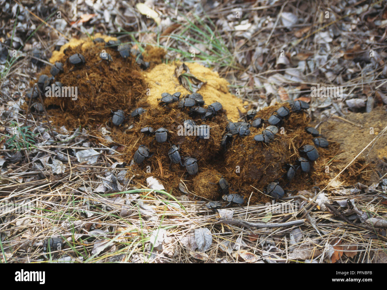 Loxodonta africana (African elephant). Many dung beetles feeding on ...