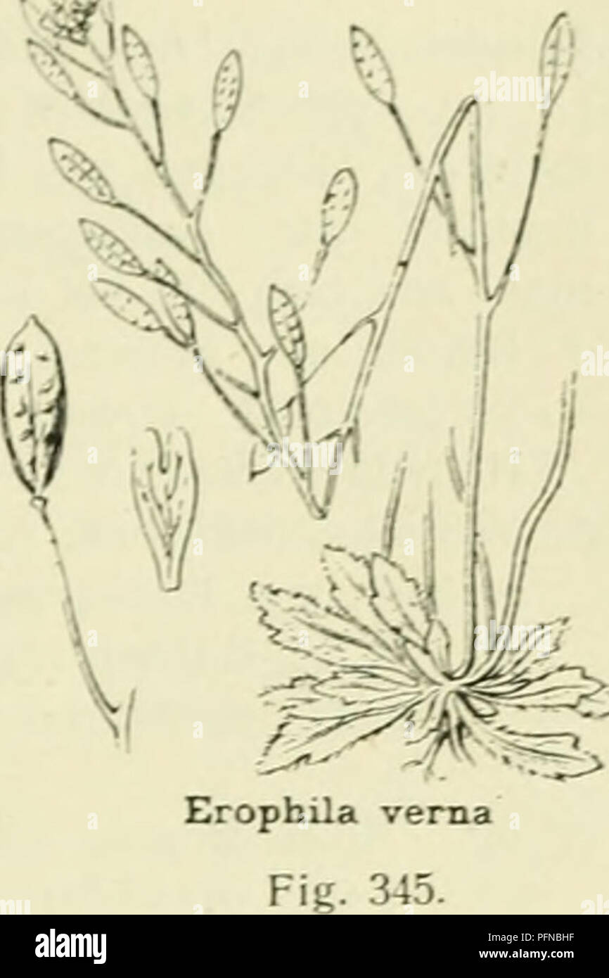 Penwortel hi-res stock photography and images - Alamy